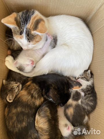 Кошка и котики