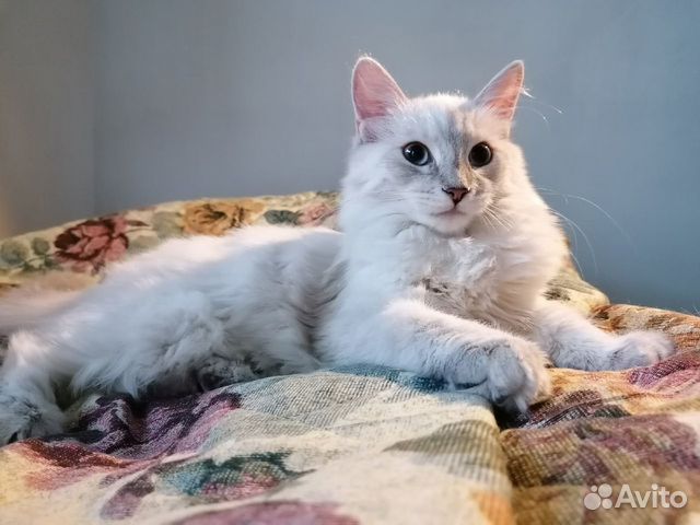 Тайская кошечка, 6 мес. в добрые руки