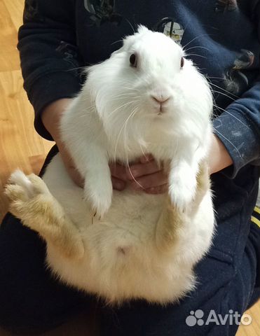 Карликовый ручной кролик