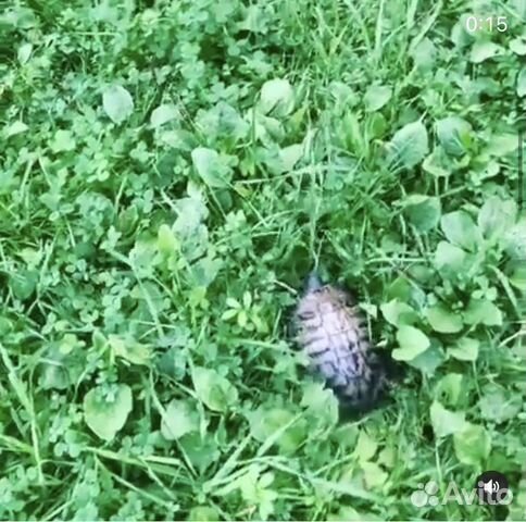 Красноухая черепаха