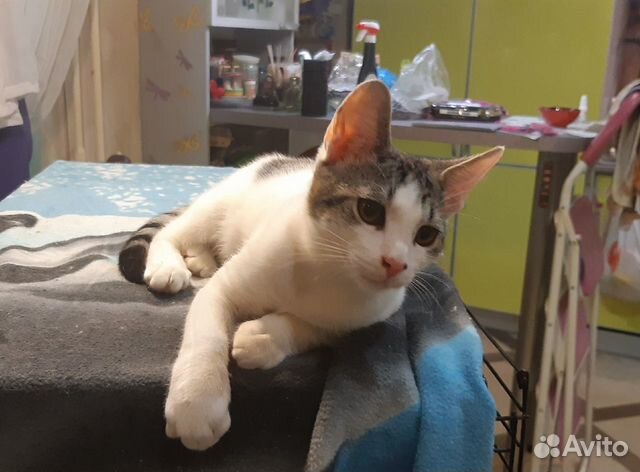 Пончику нужен дом