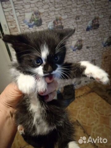 Котятам месяц. Отдам бесплатно