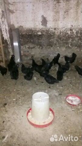Продам курей ухейилюль