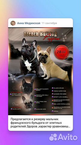 Продажа щенков французского бульдога