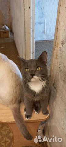 Британский кот