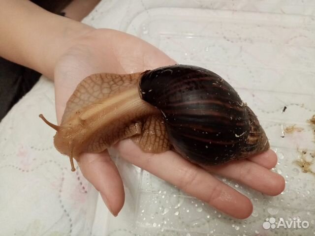 Улитки ахатины бесплатно