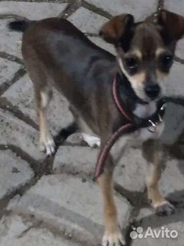 Той-терьер щенки