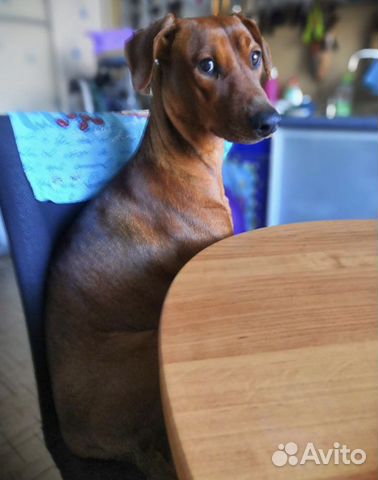 Вязка Немецкий Пинчер