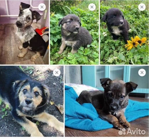 Щенки разные в дар