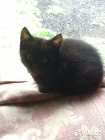 Котёнок,Гав