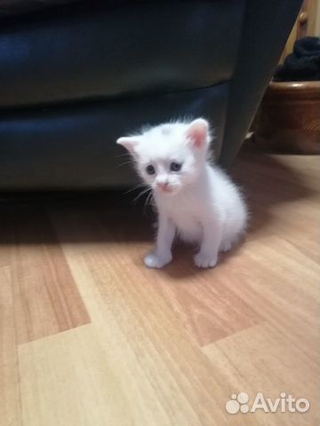 Продам чудесных котят за 10 р