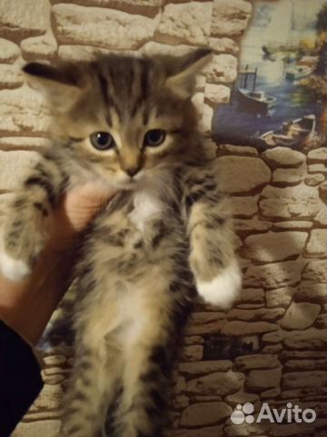 Котята 1,5 месяецев, отдам бесплатно