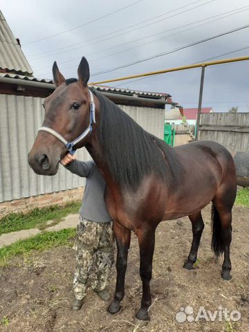 Продаётся жеребец, русско рысистой породы