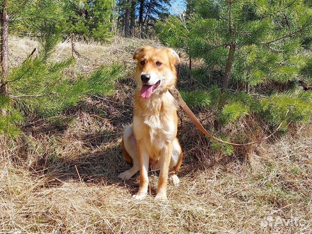 Собака Рада ищет семью