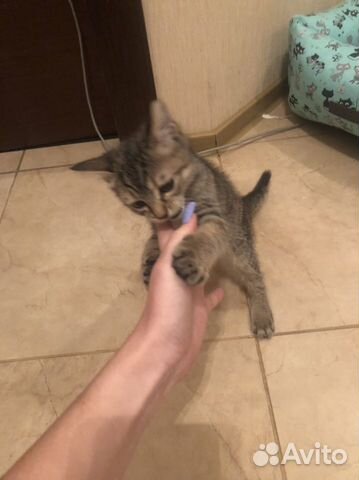 Котик