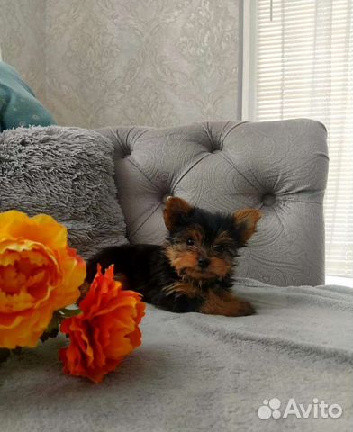 Мини йорочка