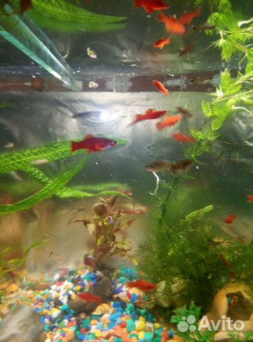 Меченосцы рубиновые