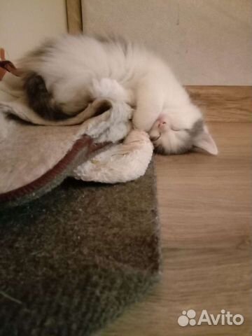 Отдаю домашних котят в добрые руки. Котятам два ме