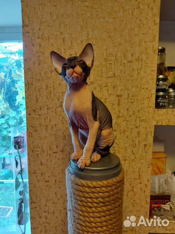 Донской сфинкс котята