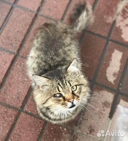 Кот, который хочет быть любимым