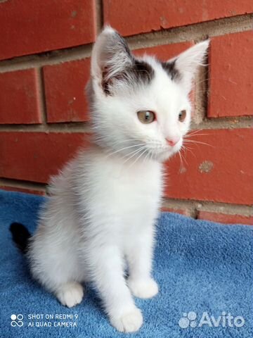 Котята в добрые руки бесплатно