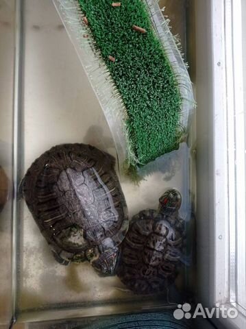 Красноухие черепахи + аквариум бесплатно