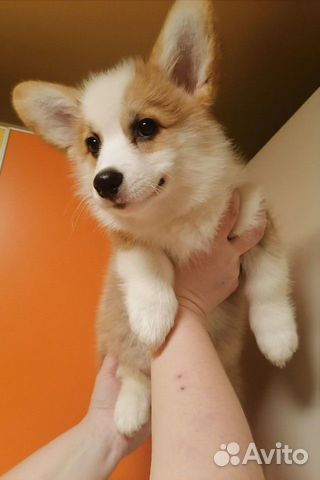 Вельш корги пемброк девочка