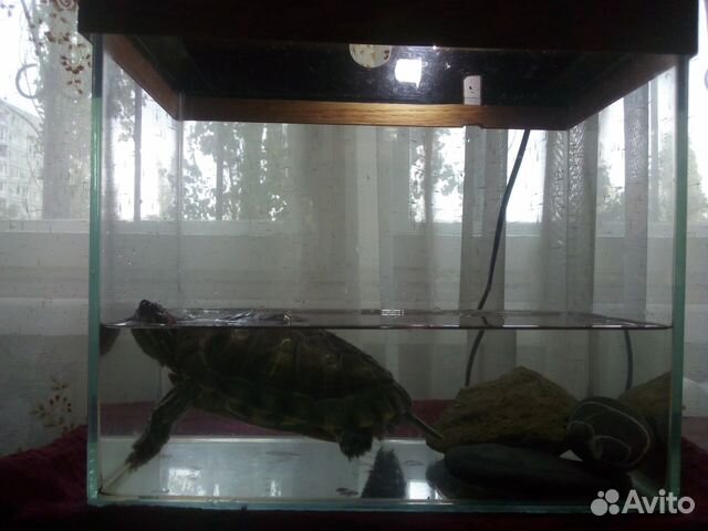 Отдаю черепаху