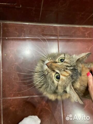 Кошечка в добрые руки