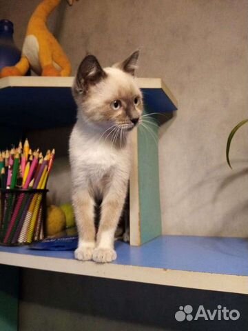 Тайская кошечка