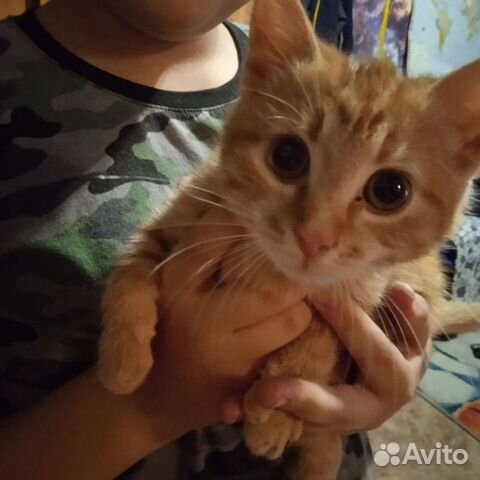 Рыжий котик