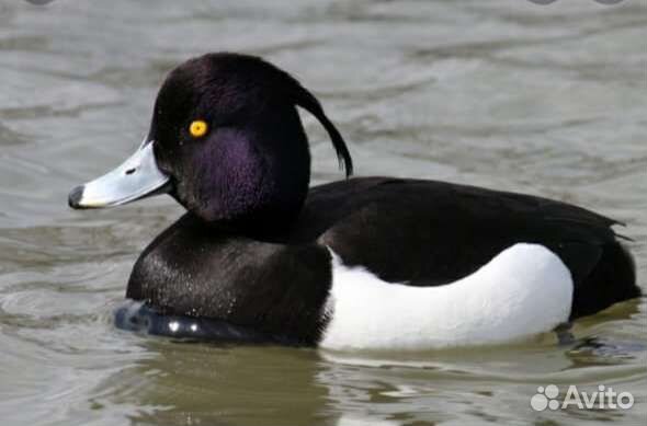 Утки дикие хохлатая чернеть очищенные