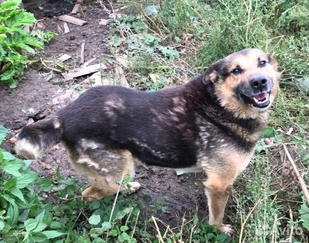 Собака, метис овчарки в добрые руки