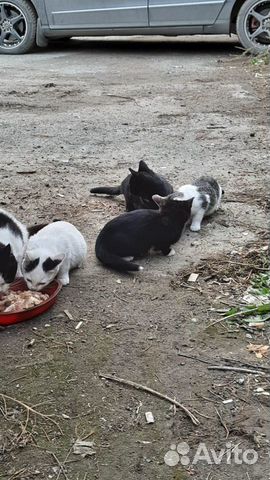 Котята в добрые руки