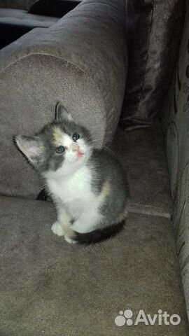 Трехцветная шотландочка-счастье в дом