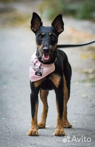 Ягдтерьер в добрые руки