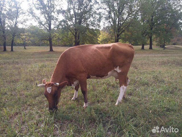 Коровы телята