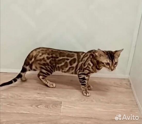 Бенгальская