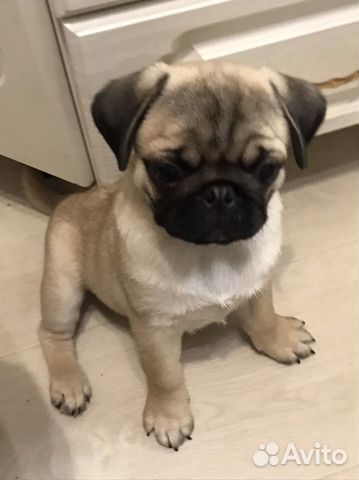 Щенок мопса