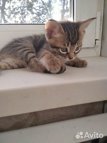 Кот в добрые руки