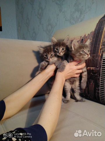 Котята норвежская лесная порода