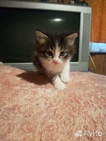 Продам котят