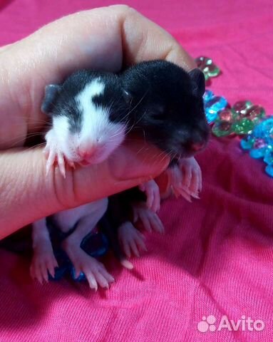 Крысята дамбо домашнего разведения
