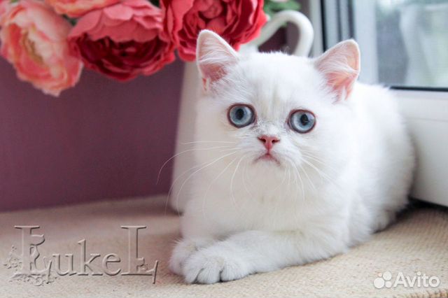 Британские котята короткошерстные