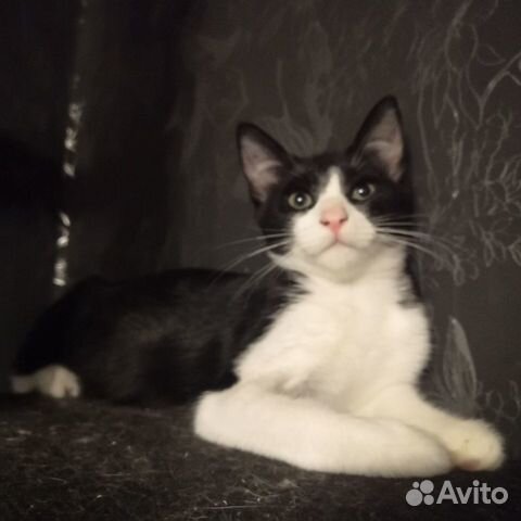 Котик Маврикий ждёт хозяев