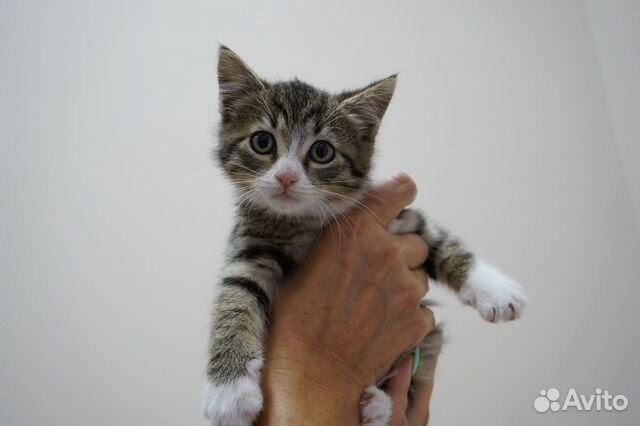 Софи в поиске хозяев