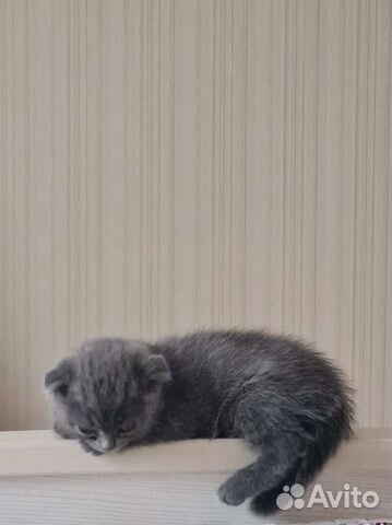 Шотландские вислоухие котята
