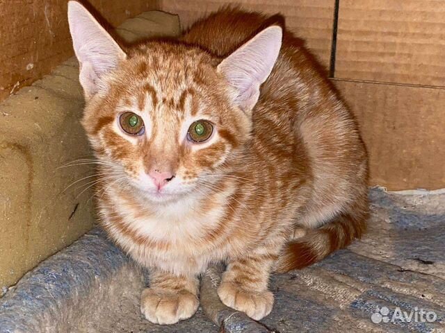 Котенок тигренок домашний sos