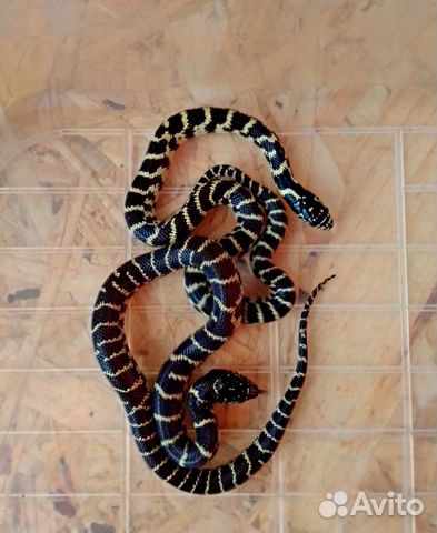 Lampropeltis californiae х Lampropeltis holbrooki