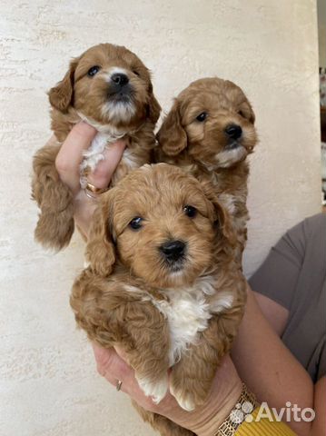 Мальтипу супер